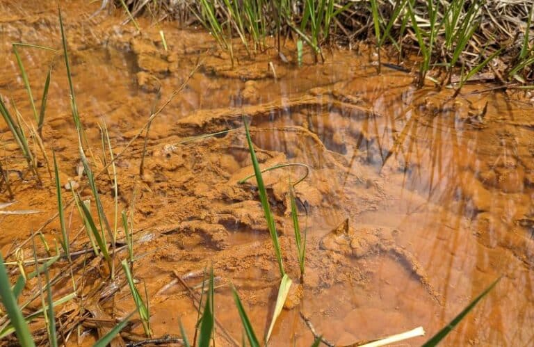 8 Causes of Brown Toilet Water & How to Fix Them