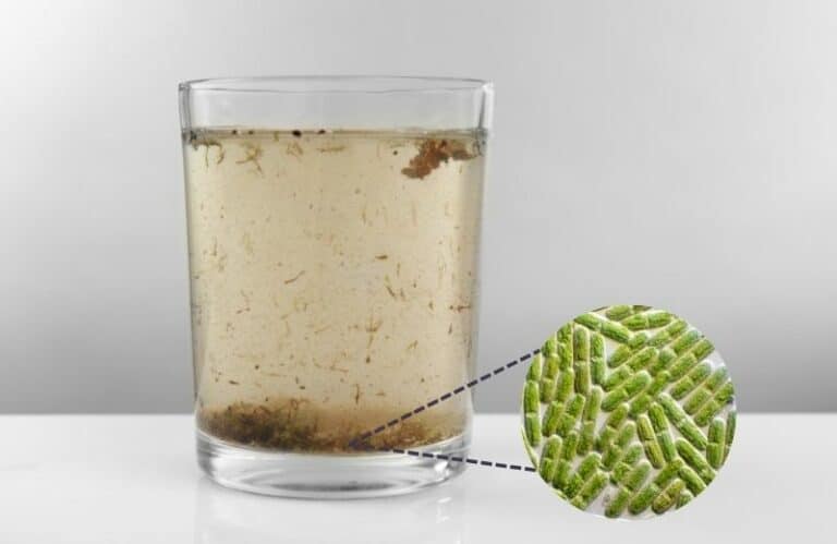What to Do About Algae in a Whole House Water Filter