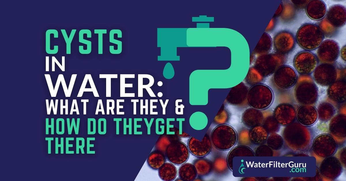 Cysts In Water: What Are They and How Do They Get There?